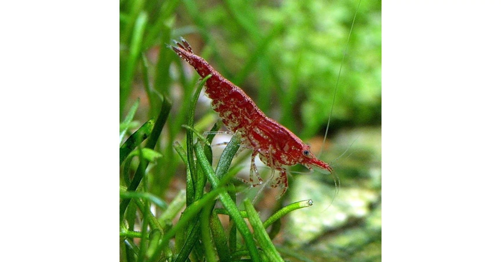 Red cherry garnéla - Neocaridina denticulata sinensis ár - Vadvilágbolt ...