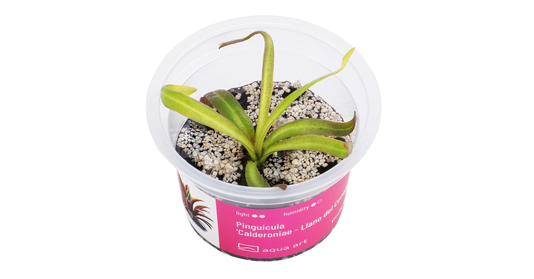 Pinguicula 'Calderoniae - Llano del Conejo' ár - Vadvilágbolt ...