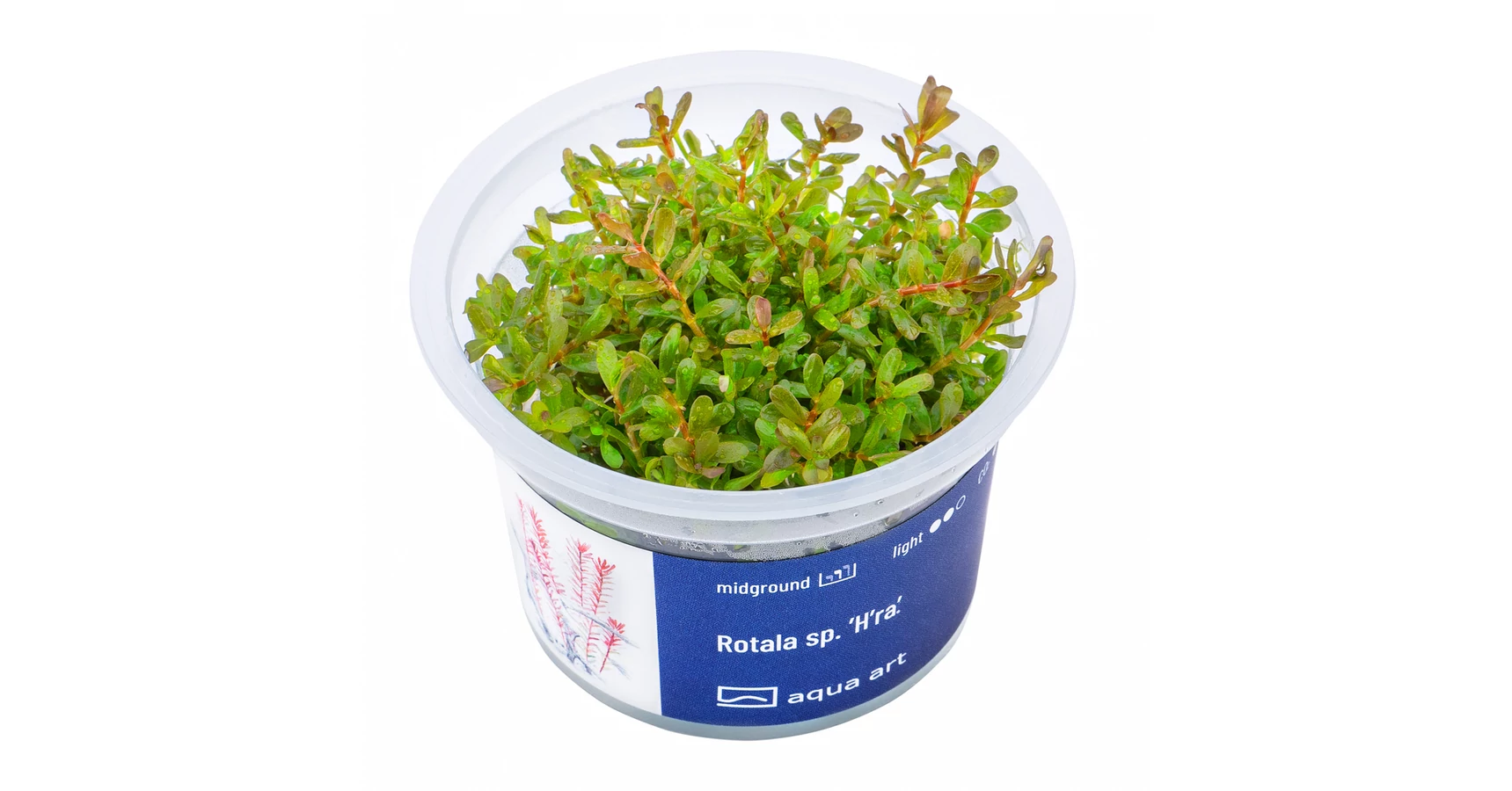Rotala sp. ’H’ra’ - steril, zselés ár - Vadvilágbolt akvarisztikai webshop