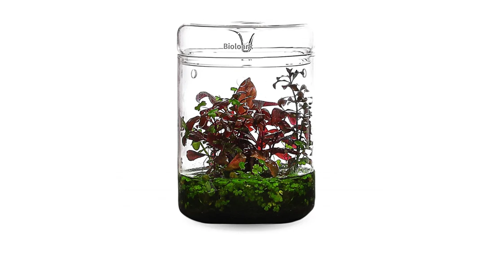 Bioloark Luji Glass Cup MY-120H ár - Vadvilágbolt akvarisztikai webshop