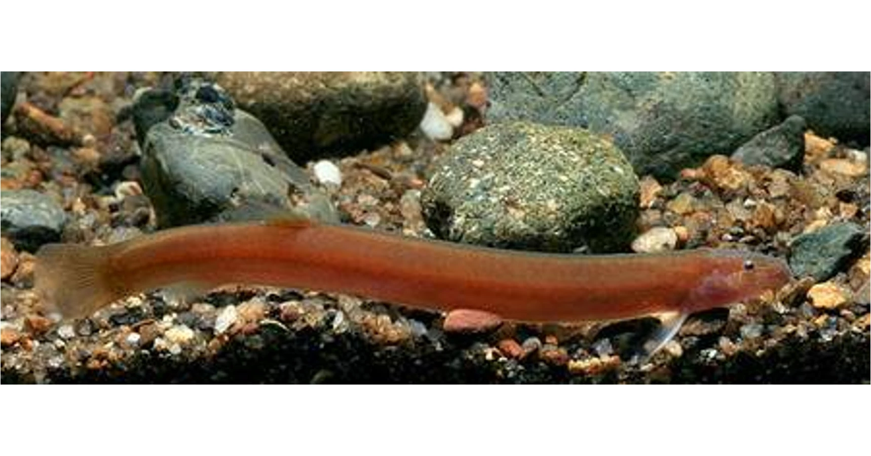 Csoki csík - Pangio pangia ár - Vadvilágbolt akvarisztikai webshop