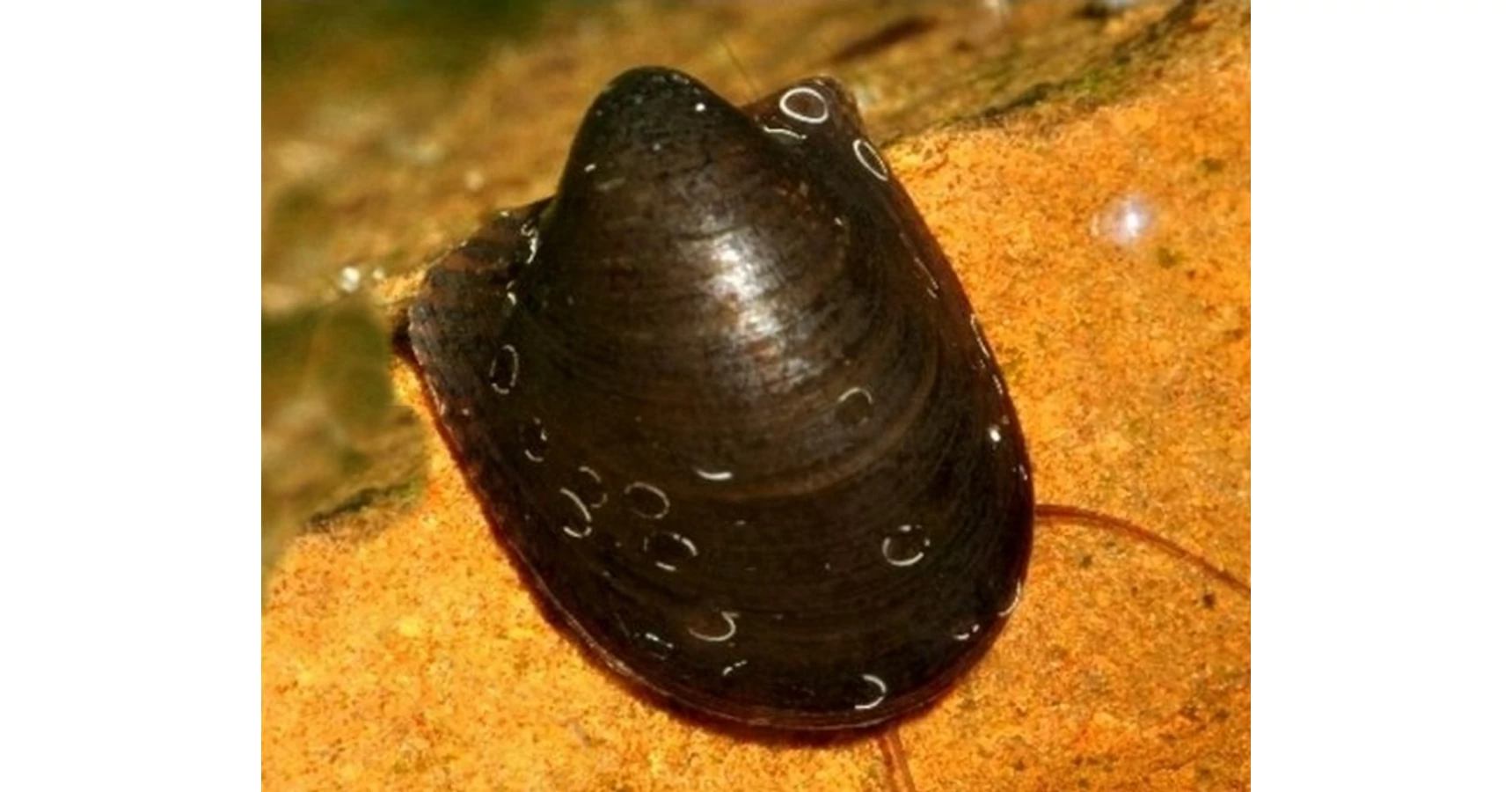 Batman csiga - Neripteron tahitensis ár - Vadvilágbolt akvarisztikai ...