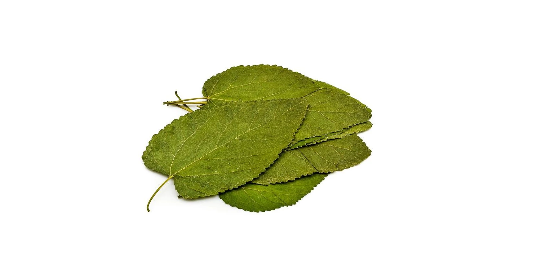 Garnelen garten eperfa levél 10 db - kiegészítő táp garnéláknak ár ...