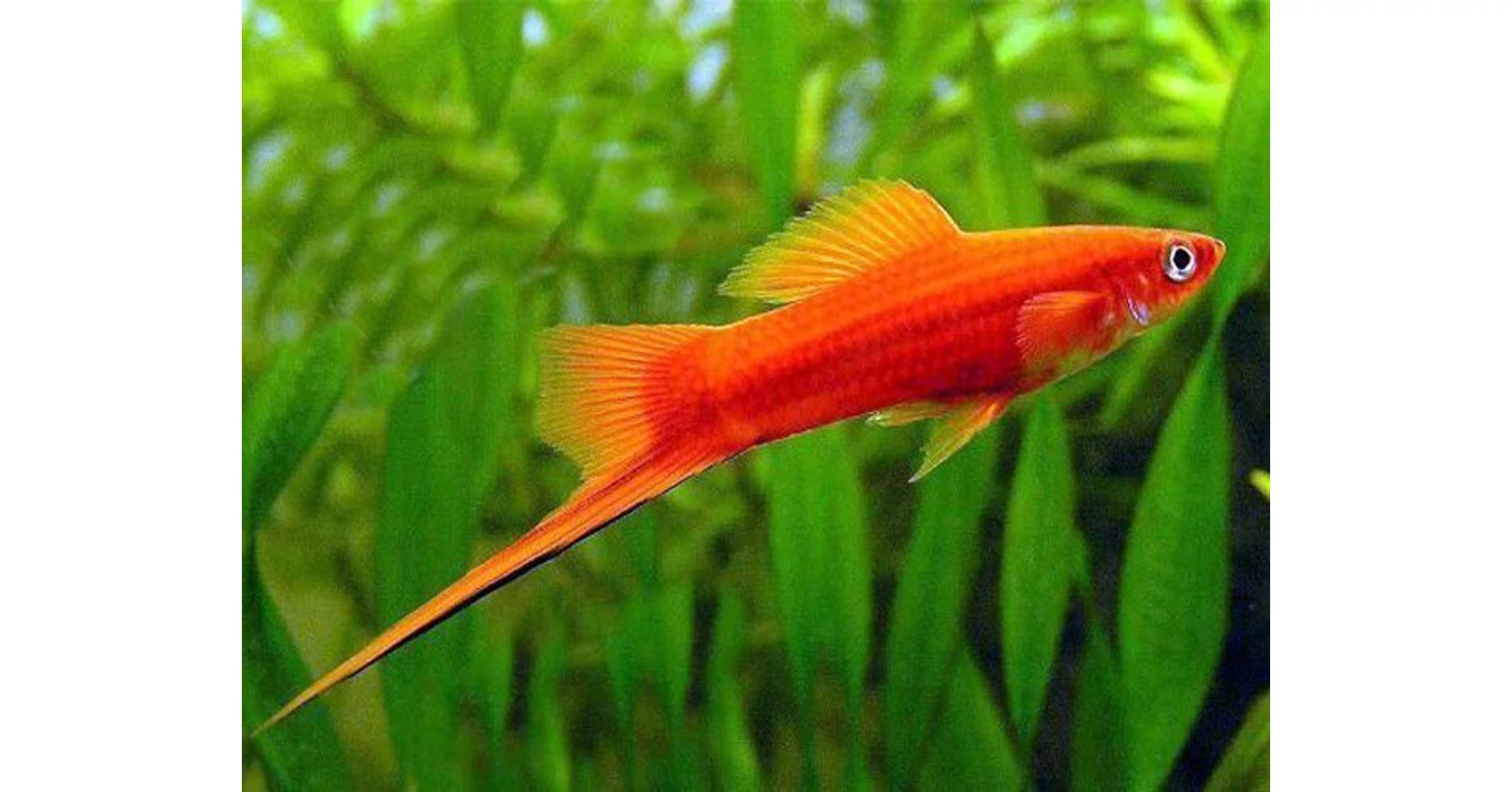 Mexikói kardfarkú hal xifo - Xiphophorus helleri ár - Vadvilágbolt ...