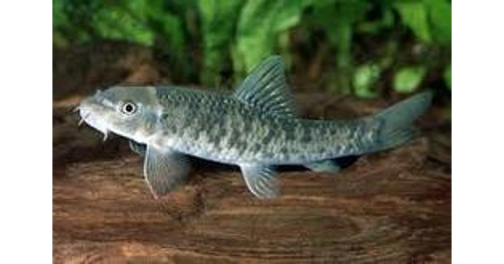 Gyógyító hal Garra rufa ár - Vadvilágbolt akvarisztikai webshop