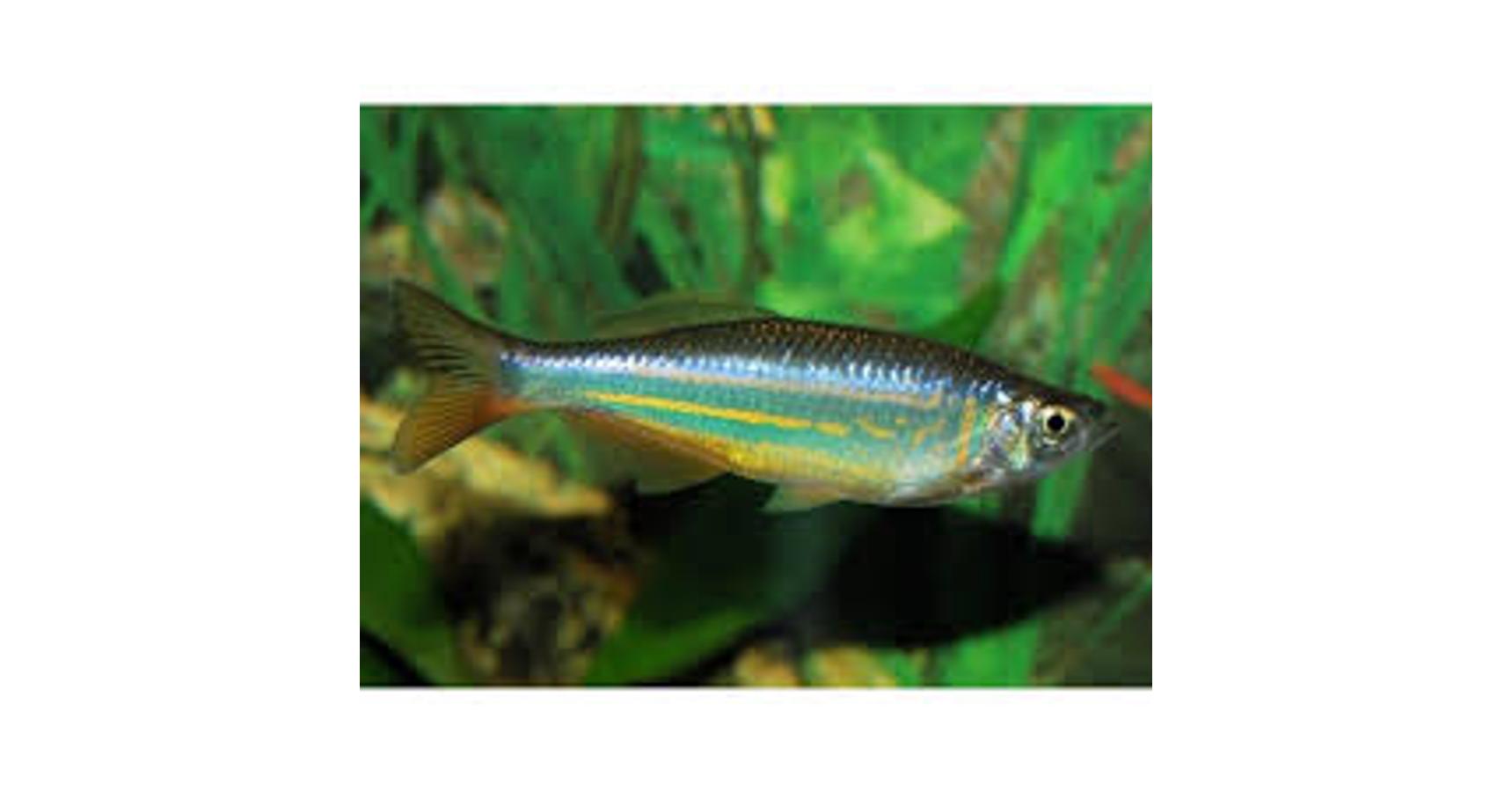 Malabári dánió - Devario malabaricus ár - Vadvilágbolt akvarisztikai ...