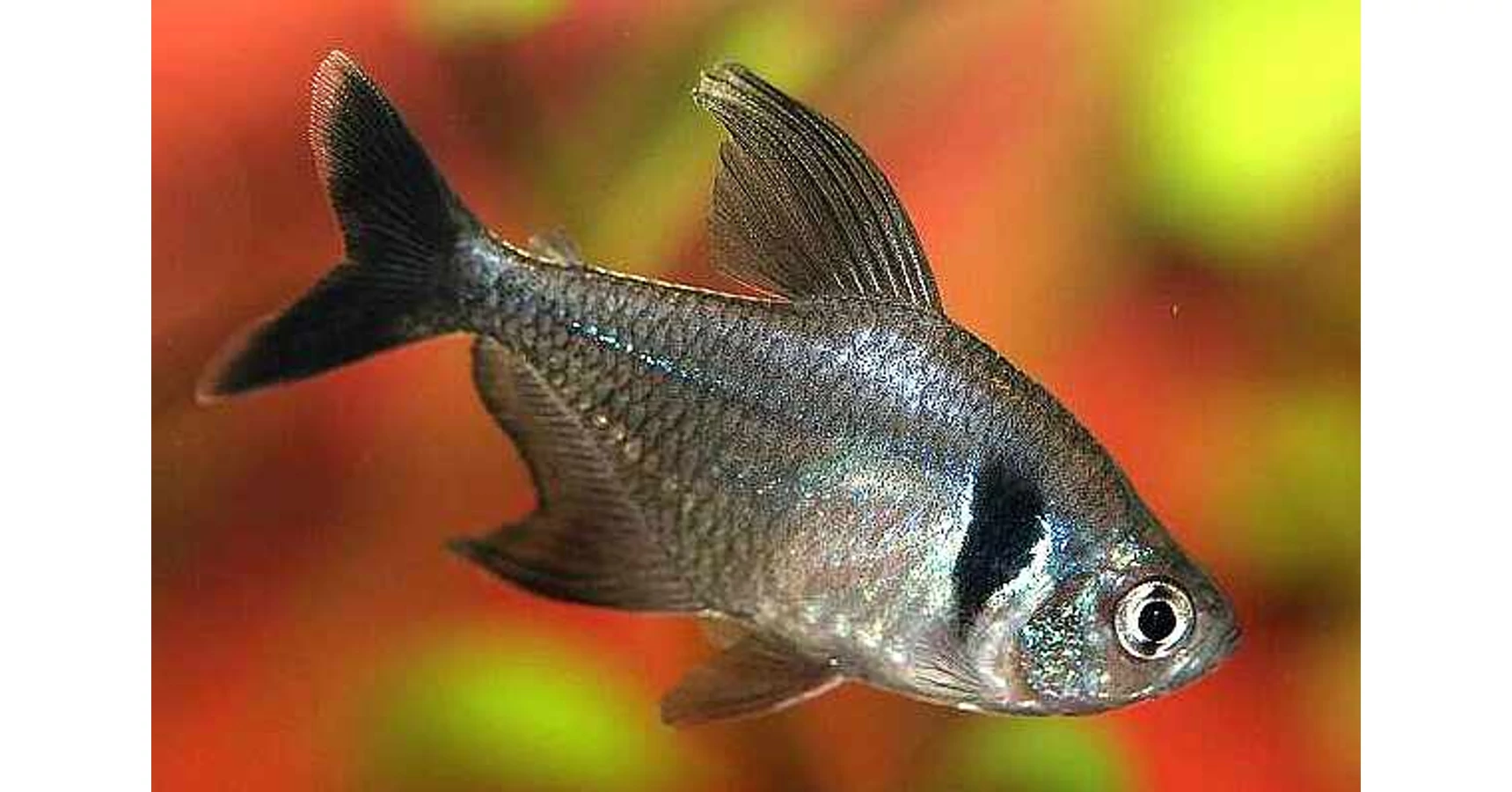 Fekete fantomlazac - Hyphessobrycon megalopterus ár - Vadvilágbolt ...