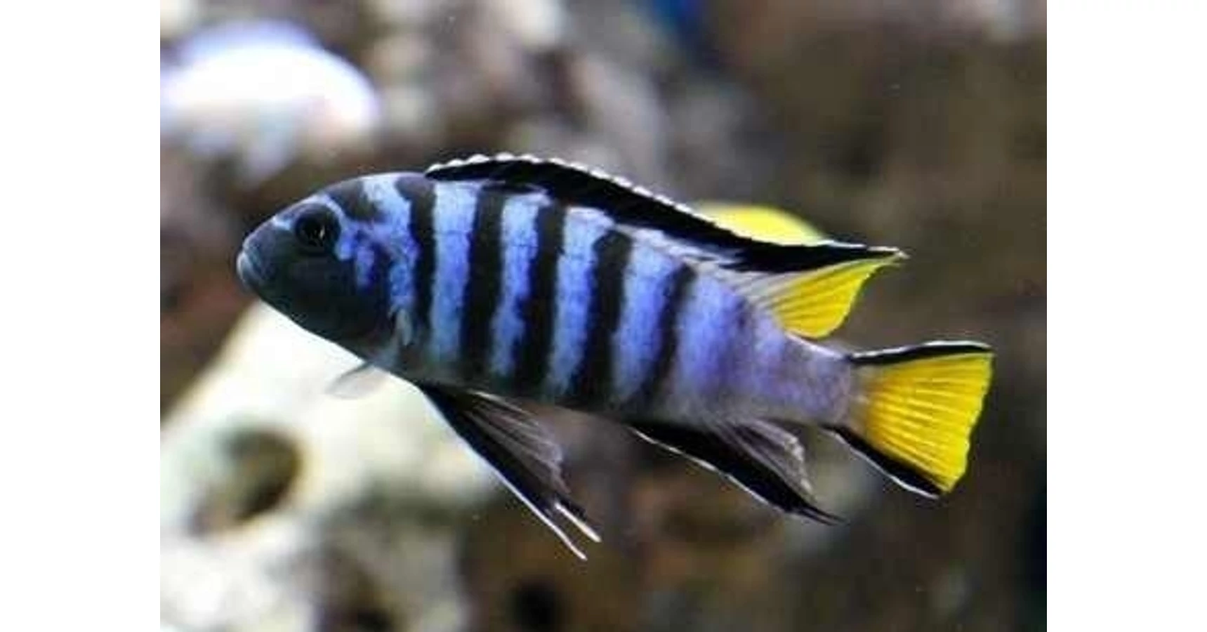 Elongatus mpanga - Pseudotropheus elongatus mpanga ár - Vadvilágbolt ...