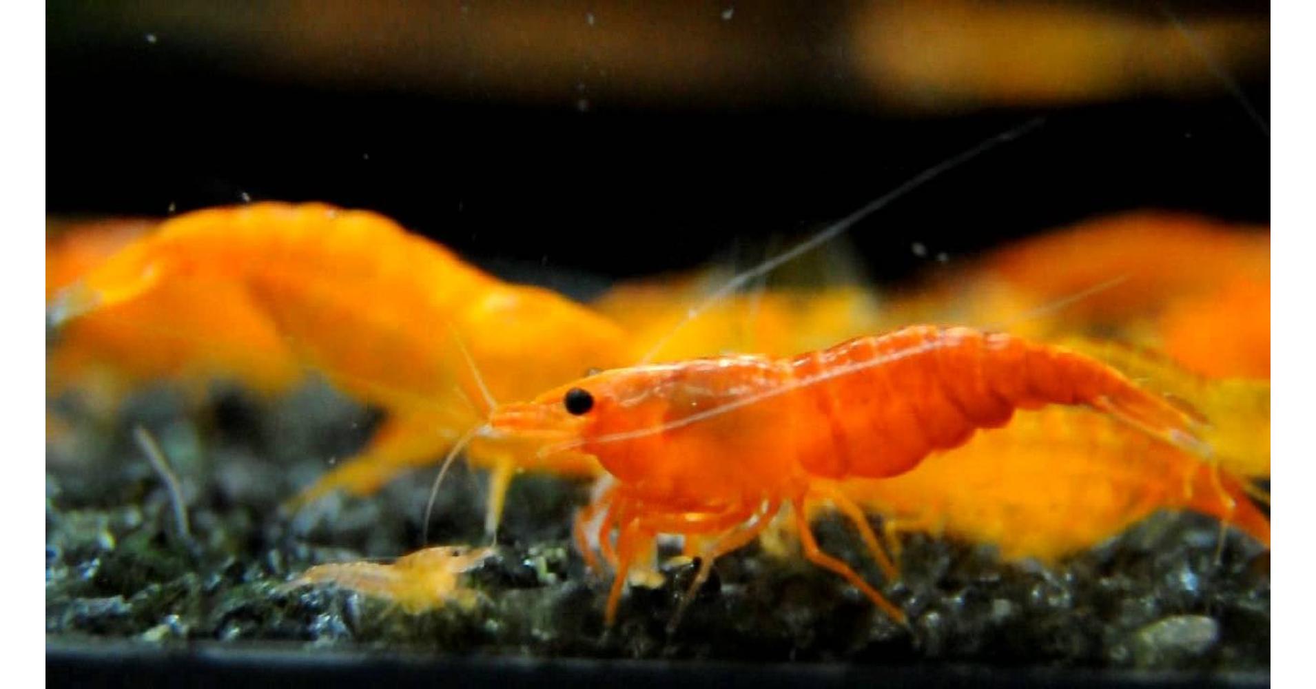 Narancs garnéla - Neocaridina heteropoda var. Orange - Vadvilág ...