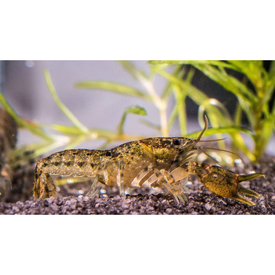 Törpe folyami rák - Cambarellus diminutus ár - Vadvilágbolt ...