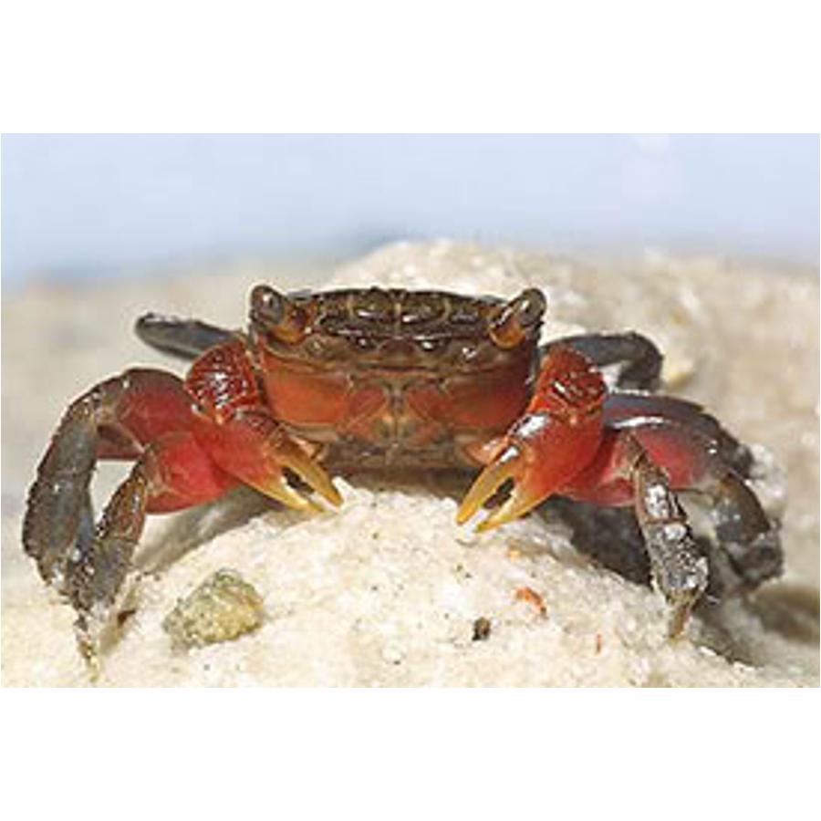 Törpe tarisznyarák - Perisesarma bidnes ár - Vadvilágbolt akvarisztikai ...