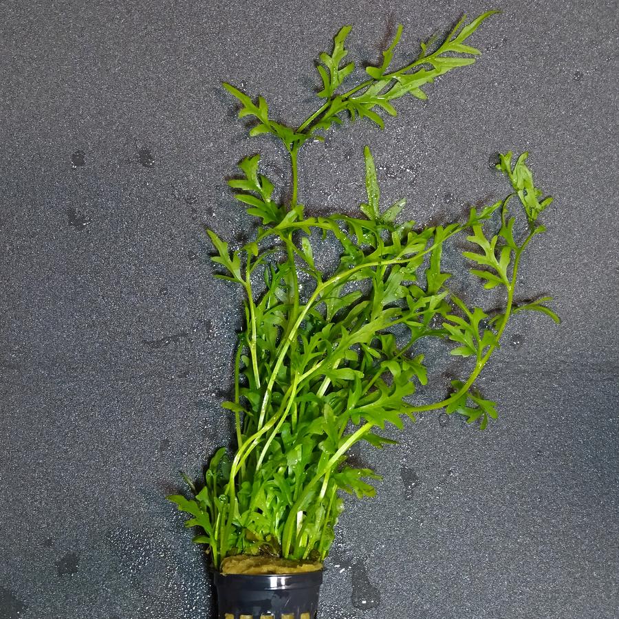 Ceratopteris cornuta ár - Vadvilágbolt akvarisztikai webshop