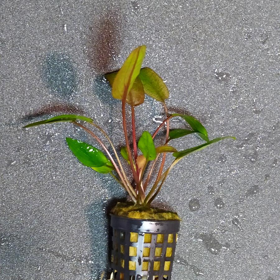 Cryptocoryne flamingo ár - Vadvilágbolt akvarisztikai webshop