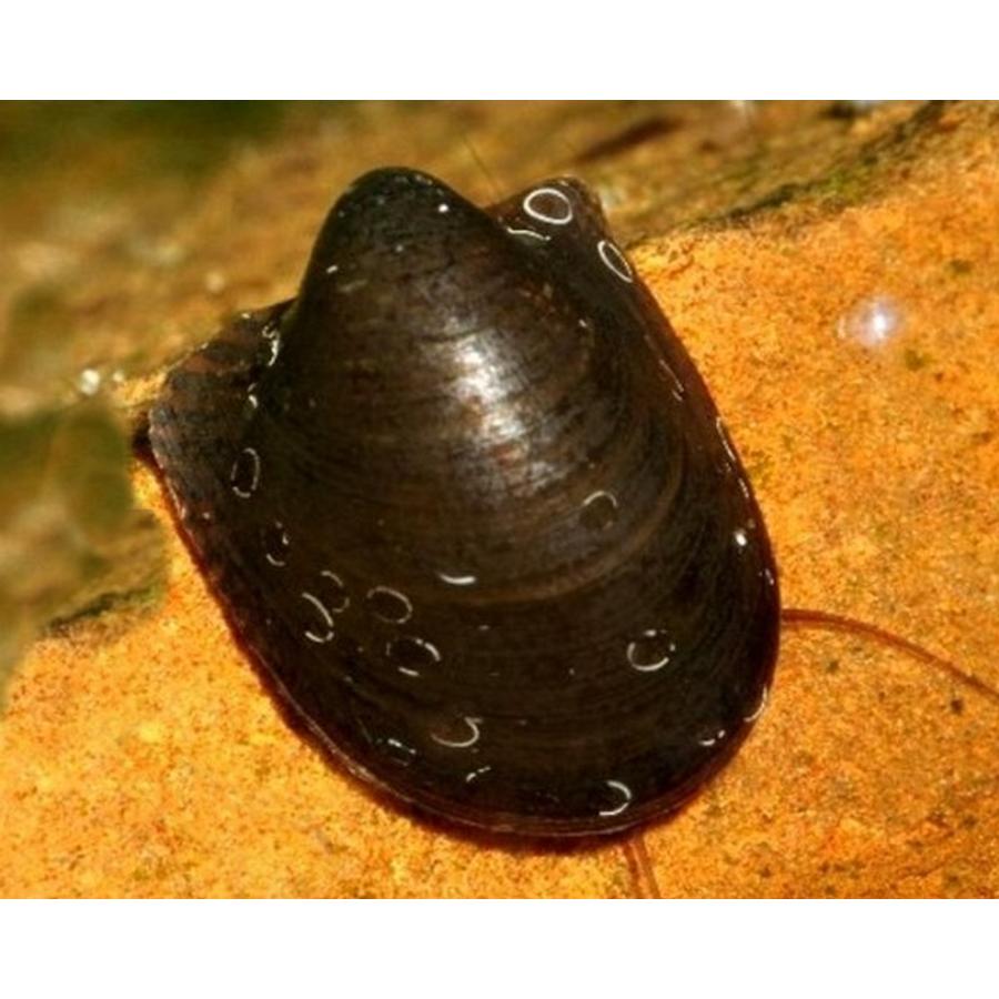 Batman csiga - Neripteron tahitensis ár - Vadvilágbolt akvarisztikai ...